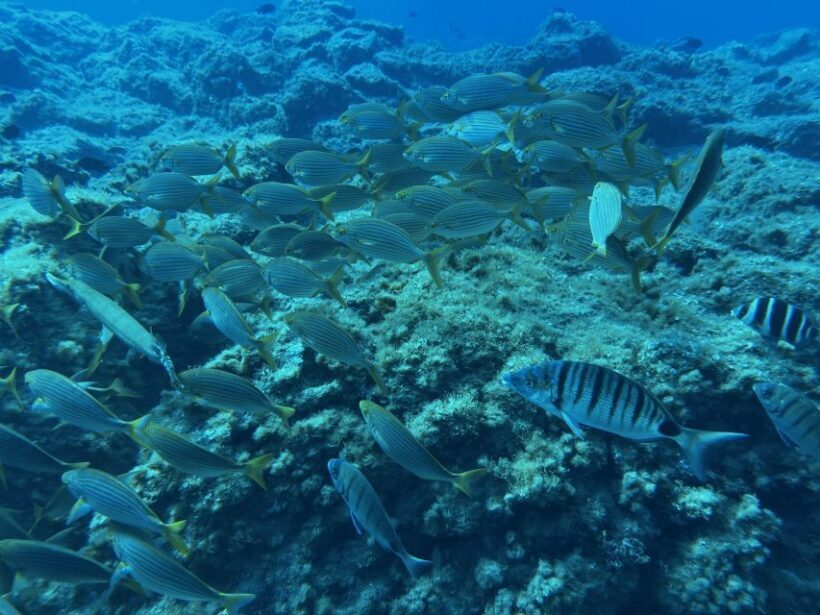 Abades: Guided Snorkeling Tour with Photos - Why This Tour is a Great Value