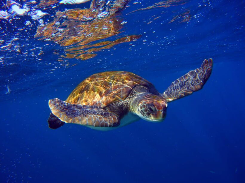 Abades: Paddle Surf and Snorkel with Turtles in a Volcanic Reef - What to Expect from the Experience