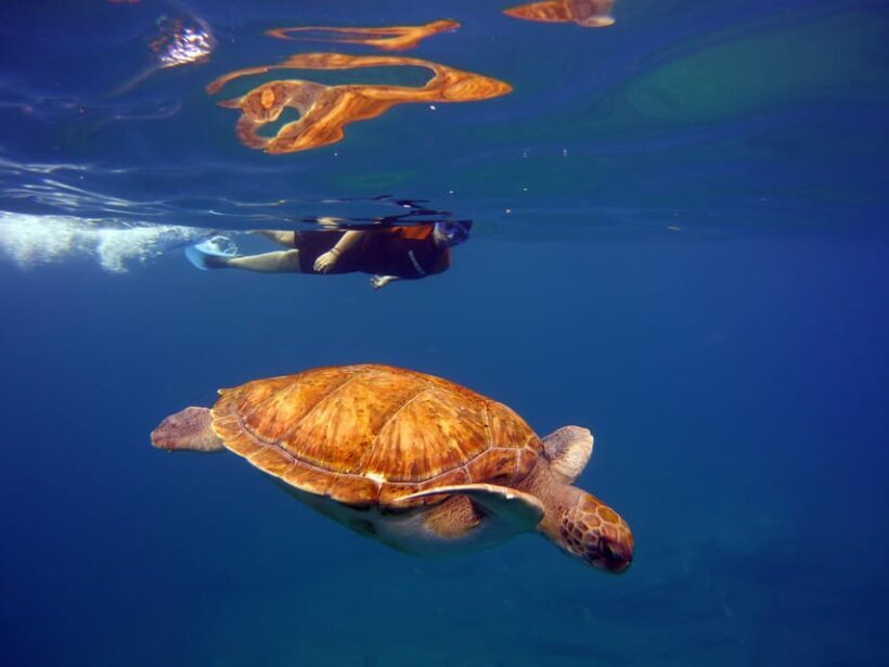 Abades: Paddle Surf and Snorkel with Turtles in a Volcanic Reef - Whats Included and Whats Not