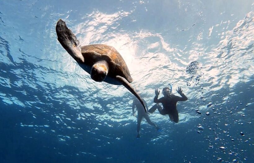 Abades: Tenerife Turtles and Rays Snorkeling Trip - Key Points