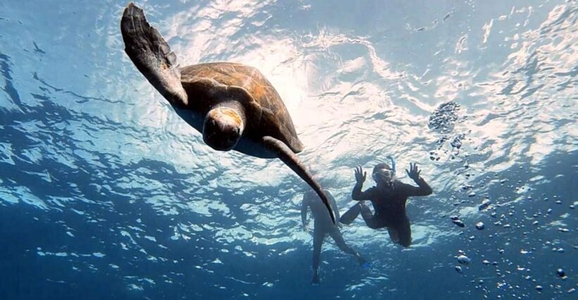 Abades: Tenerife Turtles and Rays Snorkeling Trip - How Does the Price Reflect the Value?