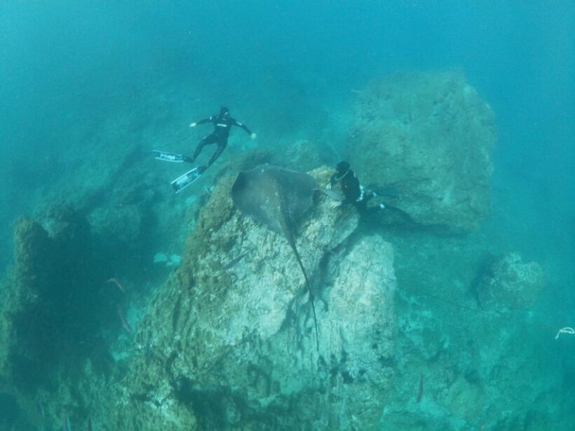 Abades: Tenerife Turtles and Rays Snorkeling Trip - Who Will Love This Tour?