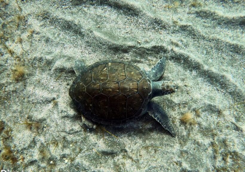 Abades: Tenerife Turtles and Rays Snorkeling Trip - The Sum Up