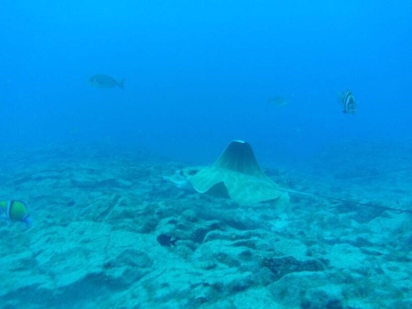 Abades: Tenerife Turtles and Rays Snorkeling Trip - FAQ