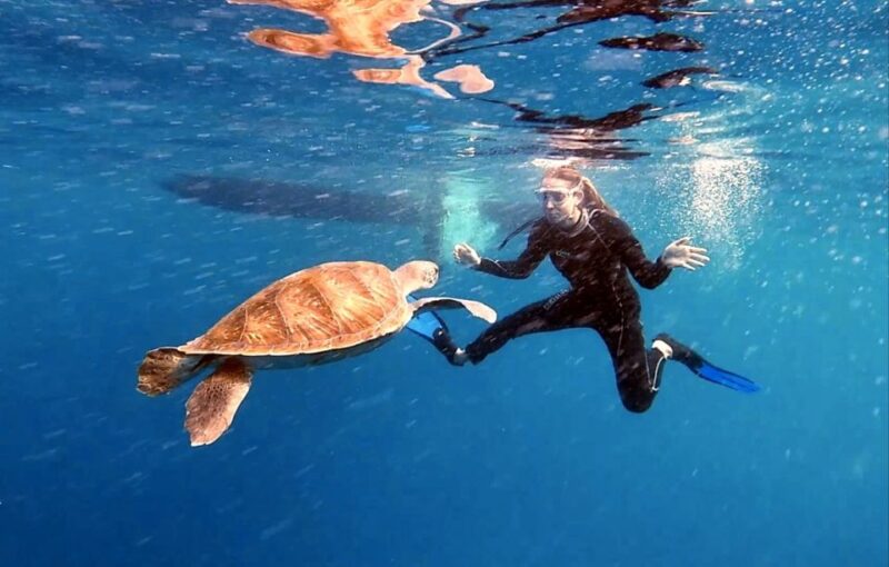 Abades: Tenerife Turtles and Rays Snorkeling Trip - What to Expect on Your Snorkeling Trip