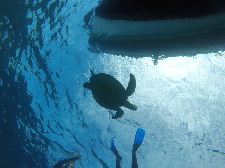 Abades: Tenerife Turtles and Rays Snorkeling Trip - Authentic Experiences and Real Reviews