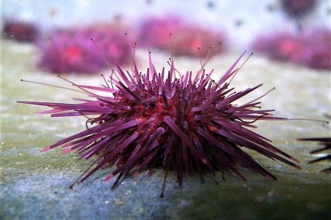 Abalone farm tour and tasting with coastal seaweed walk. Guided. 2 hours - What’s Included and What’s Not