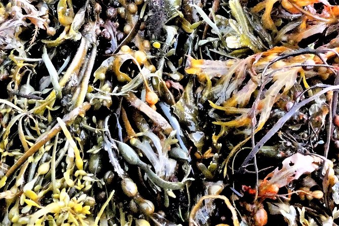 Abalone farm tour and tasting with coastal seaweed walk. Guided. 2 hours - Final Thoughts: Is It Worth It?