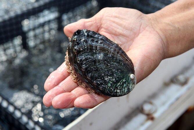 Abalone Farm Tour - Educational Experience