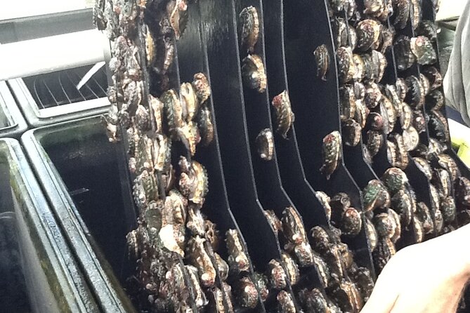 Abalone Farm Tour - Hands-on Activities for All Ages and Abilities