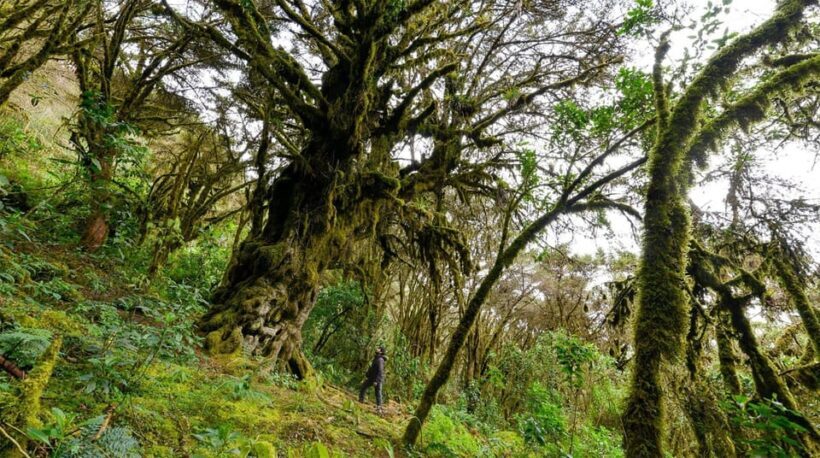 Abancay: Guided Trip to Ampay National Sanctuary and Lagoons - FAQ