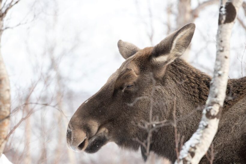 Abisko: Wilderness Snowshoe Hike - A Deep Dive into the Snowshoe Wilderness