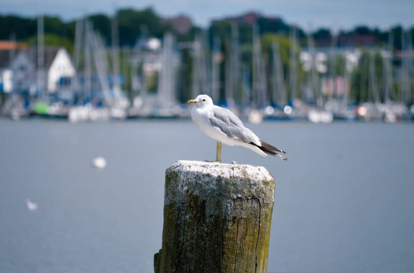 About Vikings, kings and cheeky monks (Medieval Schleswig) - Analyzing the Value