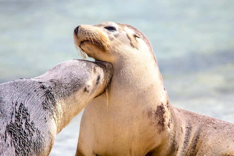Abrolhos Islands 5 Day Cruise & Fly from Geraldton - Key Points