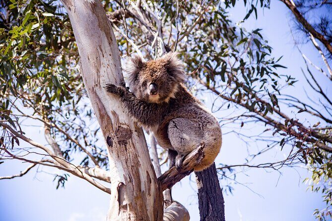 Abseiling Adventure in Adelaide - What Is the Abseiling Adventure in Adelaide?