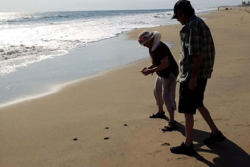 -Acapulco: 6hr City Tour & Turtle Release & High Diver Show - An Honest Look at the Acapulco City Tour