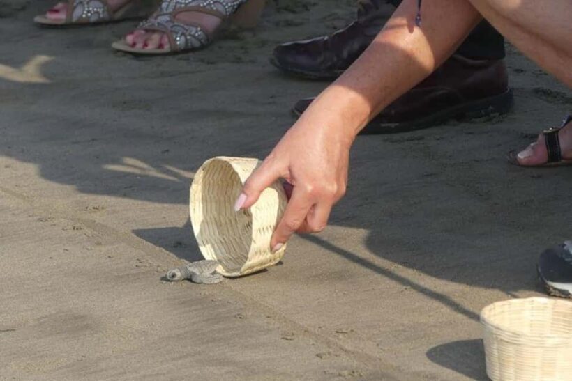-Acapulco: 6hr City Tour & Turtle Release & High Diver Show - Authenticity, Value, and Who Will Love This