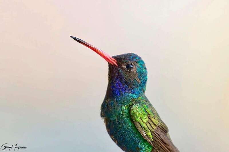 Acapulco: Early Birding Feathered Wonders with Breakfast - Key Points