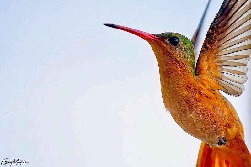 Acapulco: Early Birding Feathered Wonders with Breakfast - City and Market Tour: A Cultural Complement
