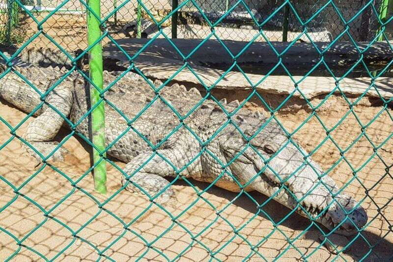-Acapulco: Horseback Ride Exp. Crocodile Farm, and City Tour - An In-Depth Look at the Tour Experience