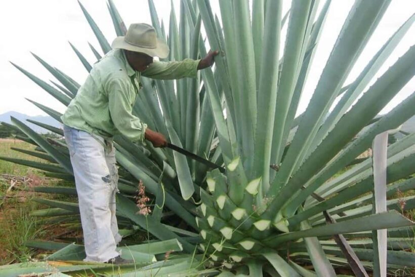 -Acapulco: Mezcal Factory Tasting Learning Experience - An Authentic Dive into Mexico’s Spirit: A Practical Review