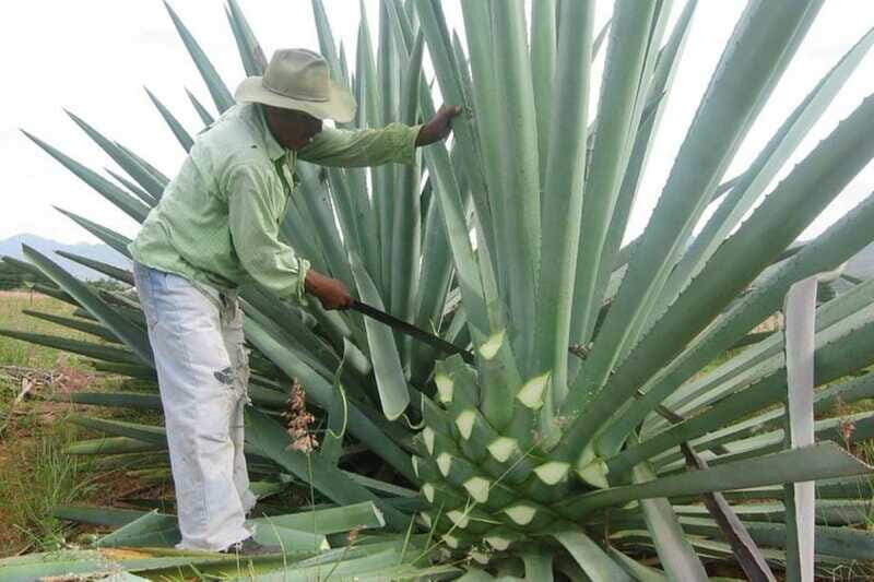 -Acapulco: Mezcal Factory Tasting Learning Experience - FAQ