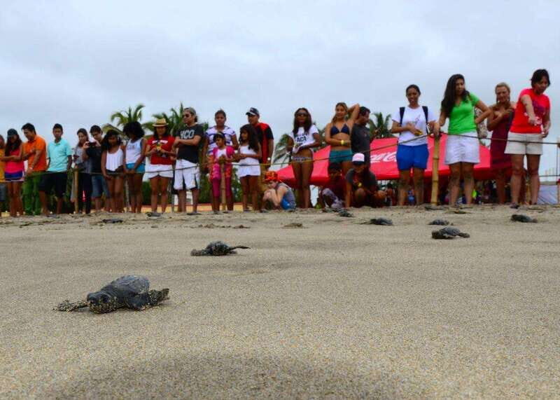 Acapulco: Turtle Release Experience - Key Points