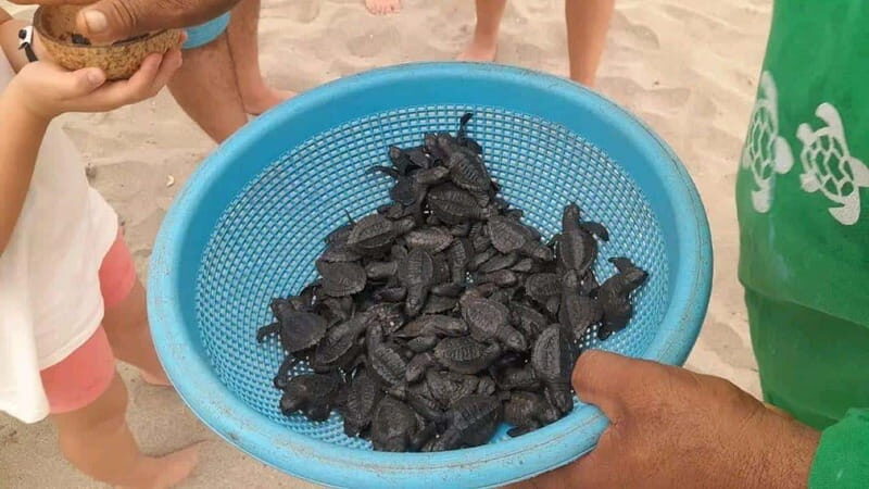 Acapulco: Turtle Release Experience - A Deep Dive into the Tour: What to Expect