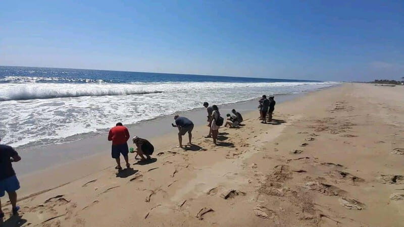 Acapulco: Turtle Release Experience - FAQ: Your Questions Answered