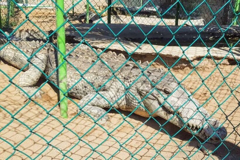 -Acapulco:Turtle Release Crocodile Farm & Horseback Ride Exp - Key Points