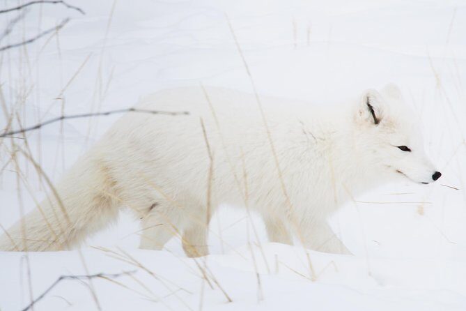 Active Winter Adventure in Yukon | 5 days - Wrapping It Up