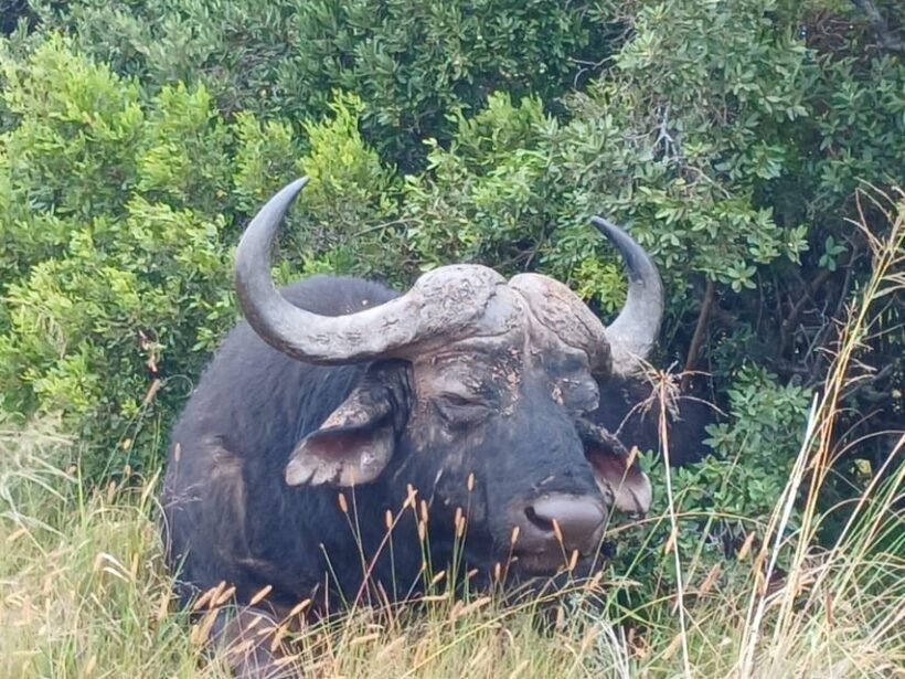 Addo Elephant Full Day Safari / Shore Excursions with BBQ - Key Points