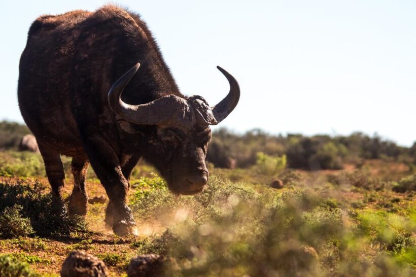 Addo Elephant Full Day Safari / Shore Excursions with BBQ - An Honest Look at the Experience