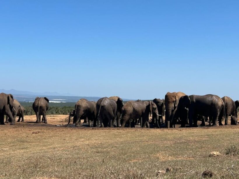 Addo Elephant Full Day Safari / Shore Excursions with BBQ - FAQ
