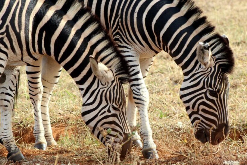 Addo Elephant National Park All Inclusive Full-Day Safari - Key Points
