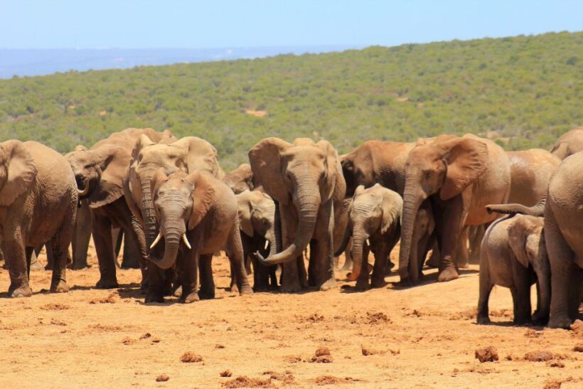 Addo Elephant National Park All Inclusive Full-Day Safari - An Introduction to Addo Elephant National Park Safari