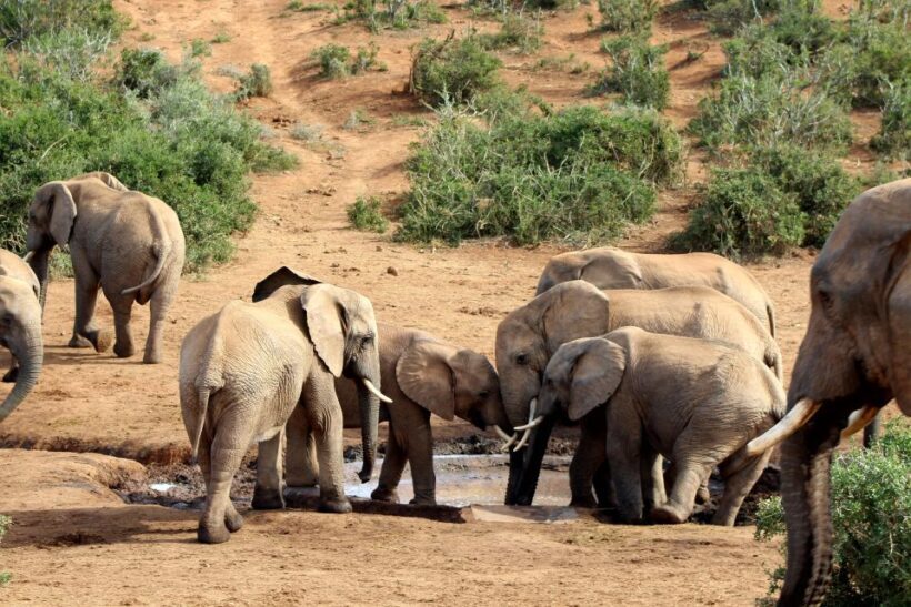 Addo Elephant National Park All Inclusive Full-Day Safari - Itinerary Breakdown: What to Expect