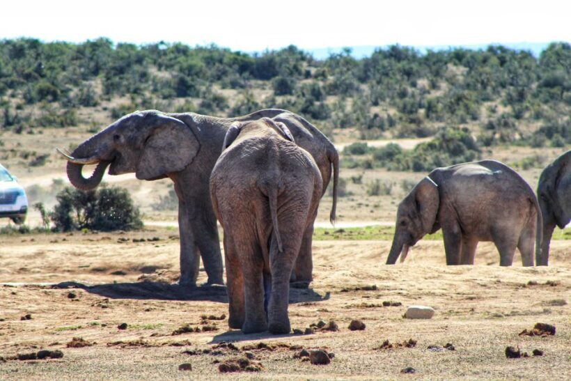 Addo Elephant National Park All Inclusive Full-Day Safari - What Is Included and Why It Matters