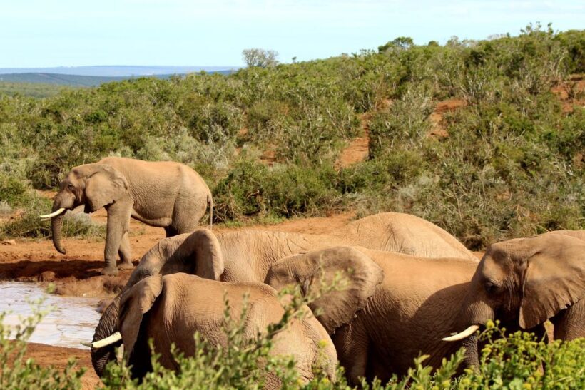 Addo Elephant National Park All Inclusive Full-Day Safari - Authenticity and Guide Excellence