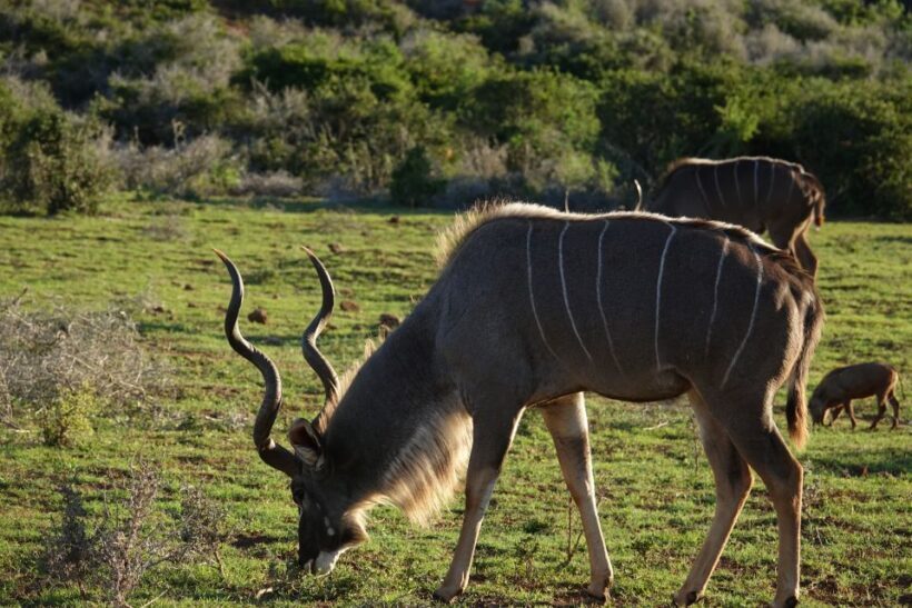 Addo Elephant National Park All Inclusive Full-Day Safari - Who should consider this tour?