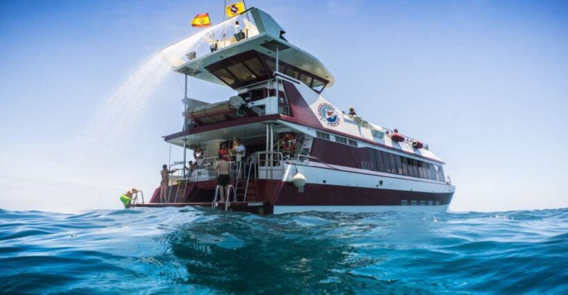 Adeje: Whale and Dolphin Watching Cruise with Lunch and Swim - Key Points