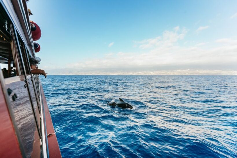 Adeje: Whale and Dolphin Watching Cruise with Lunch and Swim - The Sum Up