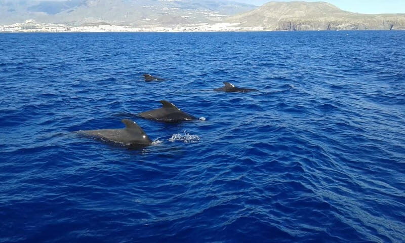 Adeje: Whale Watching Tour to Los Gigantes with lunch & swim - A Thorough Dive into the Experience