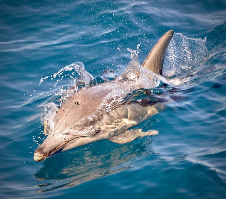 Adelaide: 4-Hour Guaranteed Wild Dolphin Watching Cruise - Key Points