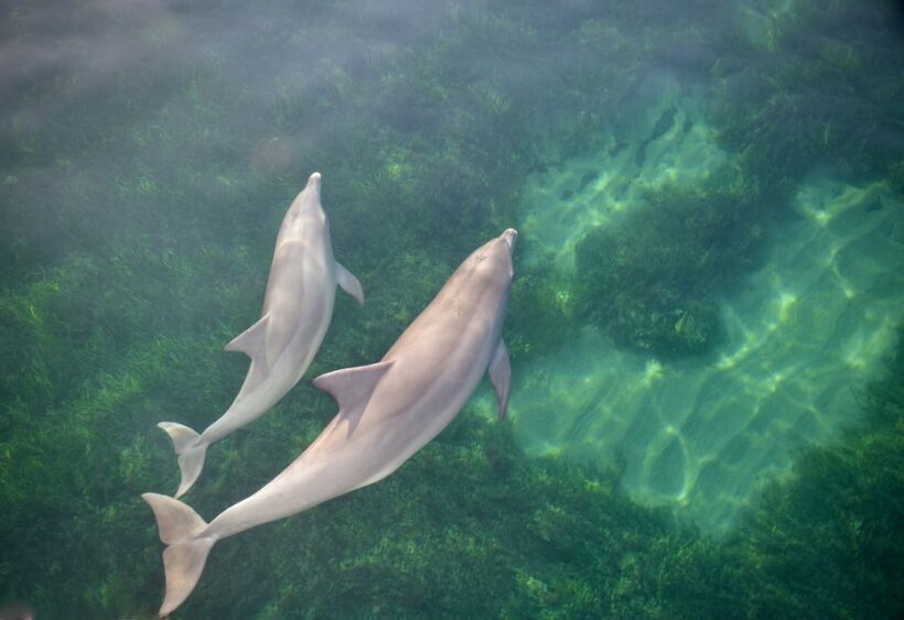 Adelaide: 4-Hour Guaranteed Wild Dolphin Watching Cruise - An In-Depth Look at the Experience