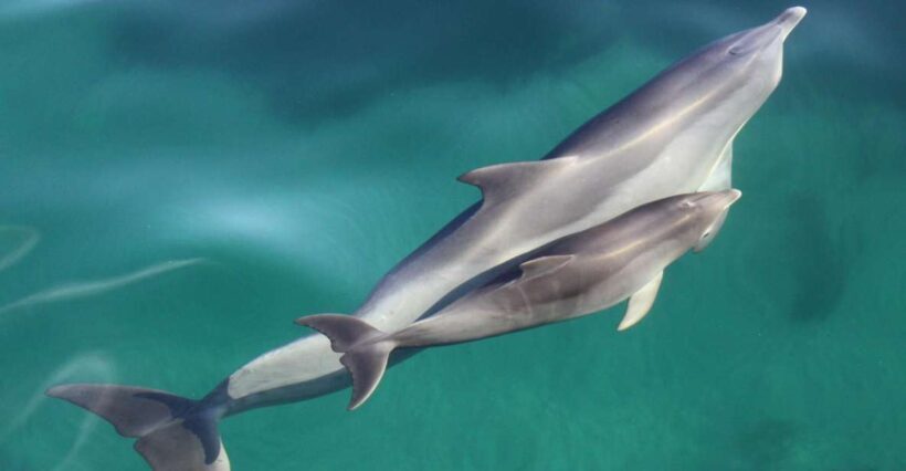 Adelaide: 4-Hour Guaranteed Wild Dolphin Watching Cruise - Who Will Love This Experience?