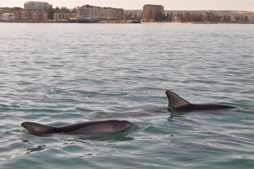 Adelaide: 4-Hour Guaranteed Wild Dolphin Watching Cruise - The Sum Up