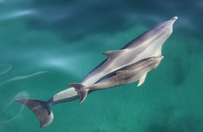 Adelaide: 4-Hour Guaranteed Wild Dolphin Watching Cruise - FAQ