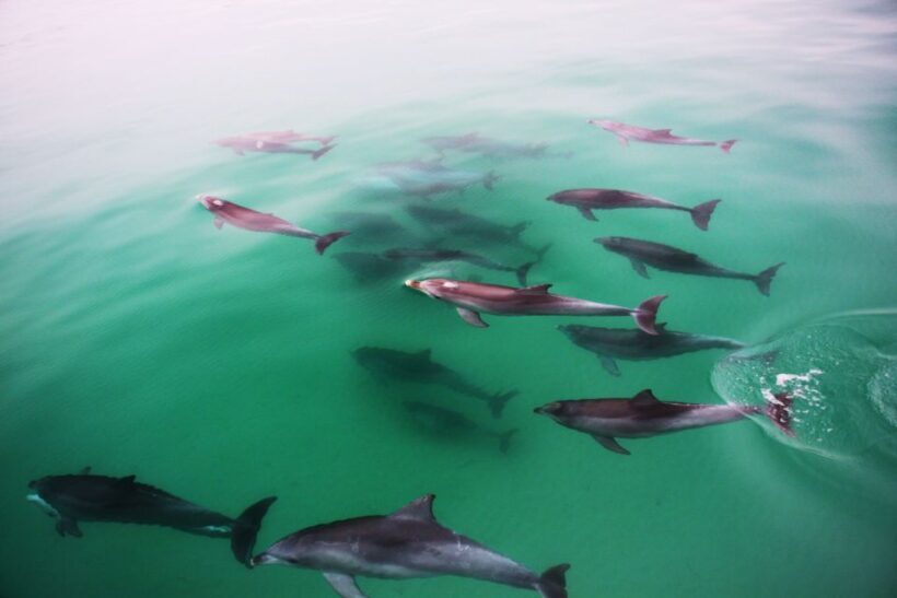 Adelaide: 4-Hour Swimming with Dolphins Experience - Key Points
