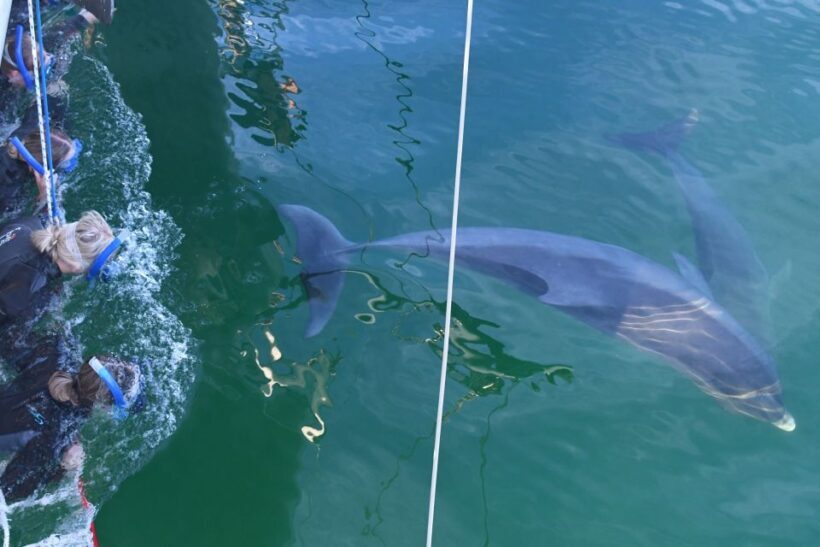 Adelaide: 4-Hour Swimming with Dolphins Experience - An In-Depth Look at the Experience